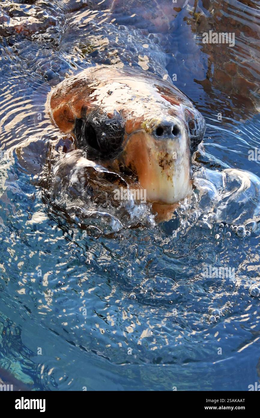 TARTARUGA MARINA CARETTA CARETTA, SEA TURTLE, Close up, Museo ...
