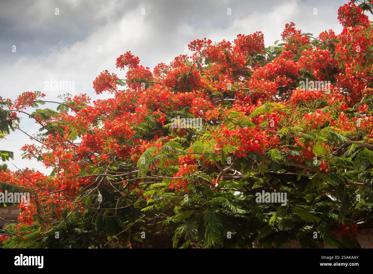 Large african family in village hi-res stock photography and images - Alamy