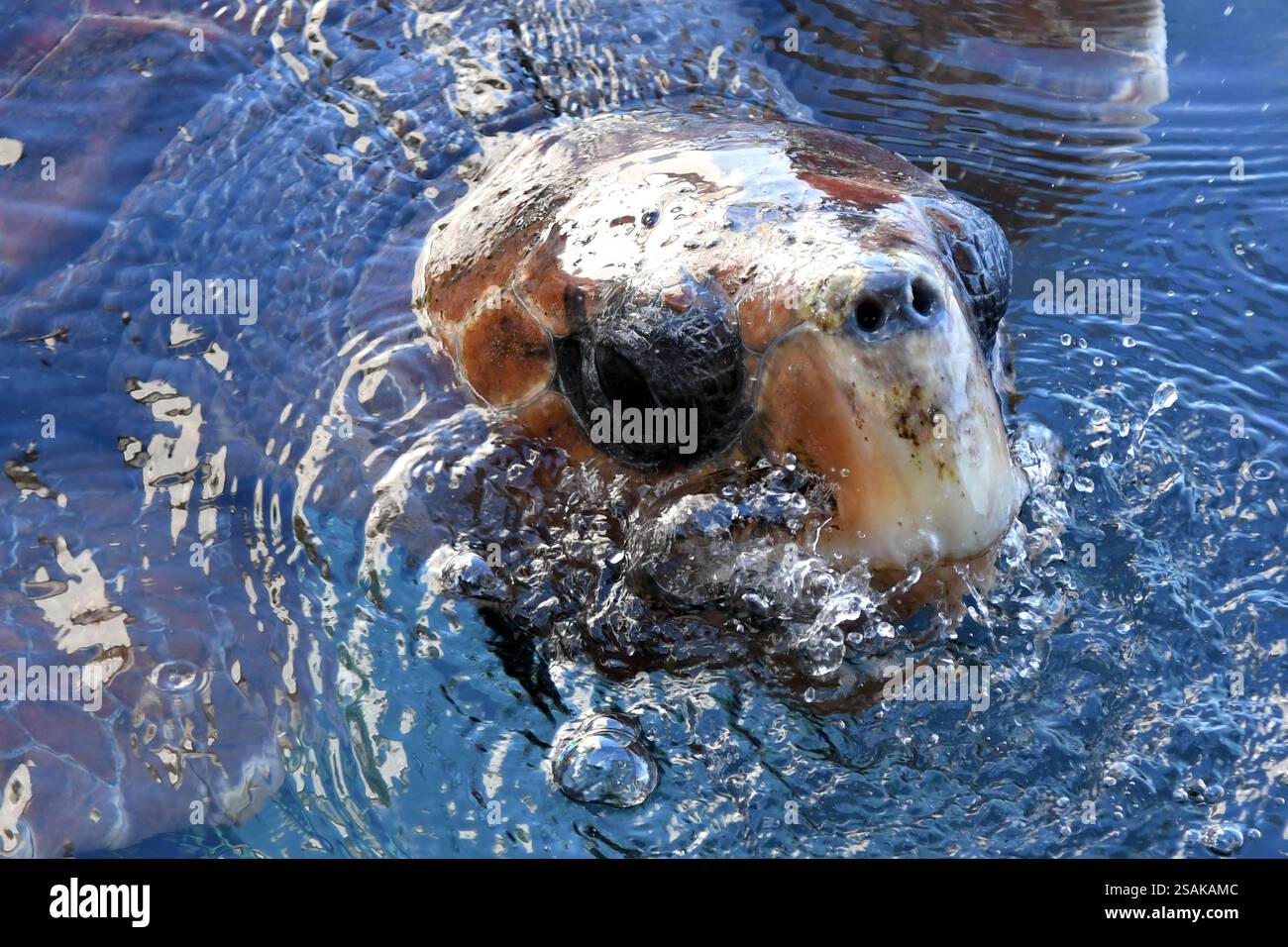 TARTARUGA MARINA CARETTA CARETTA, SEA TURTLE, Close up, Museo ...