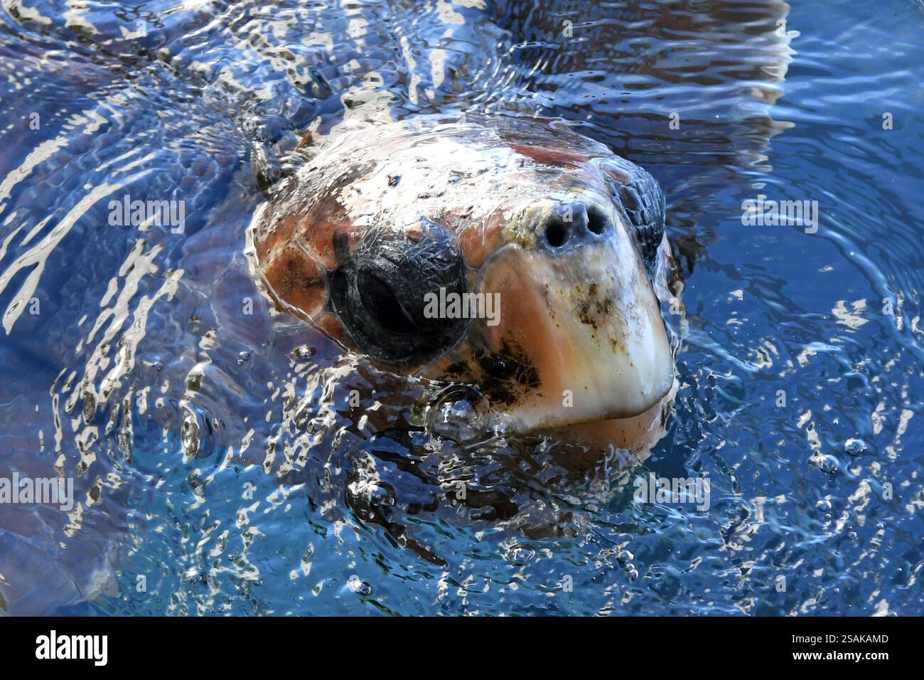 TARTARUGA MARINA CARETTA CARETTA, SEA TURTLE, Close up, Museo ...