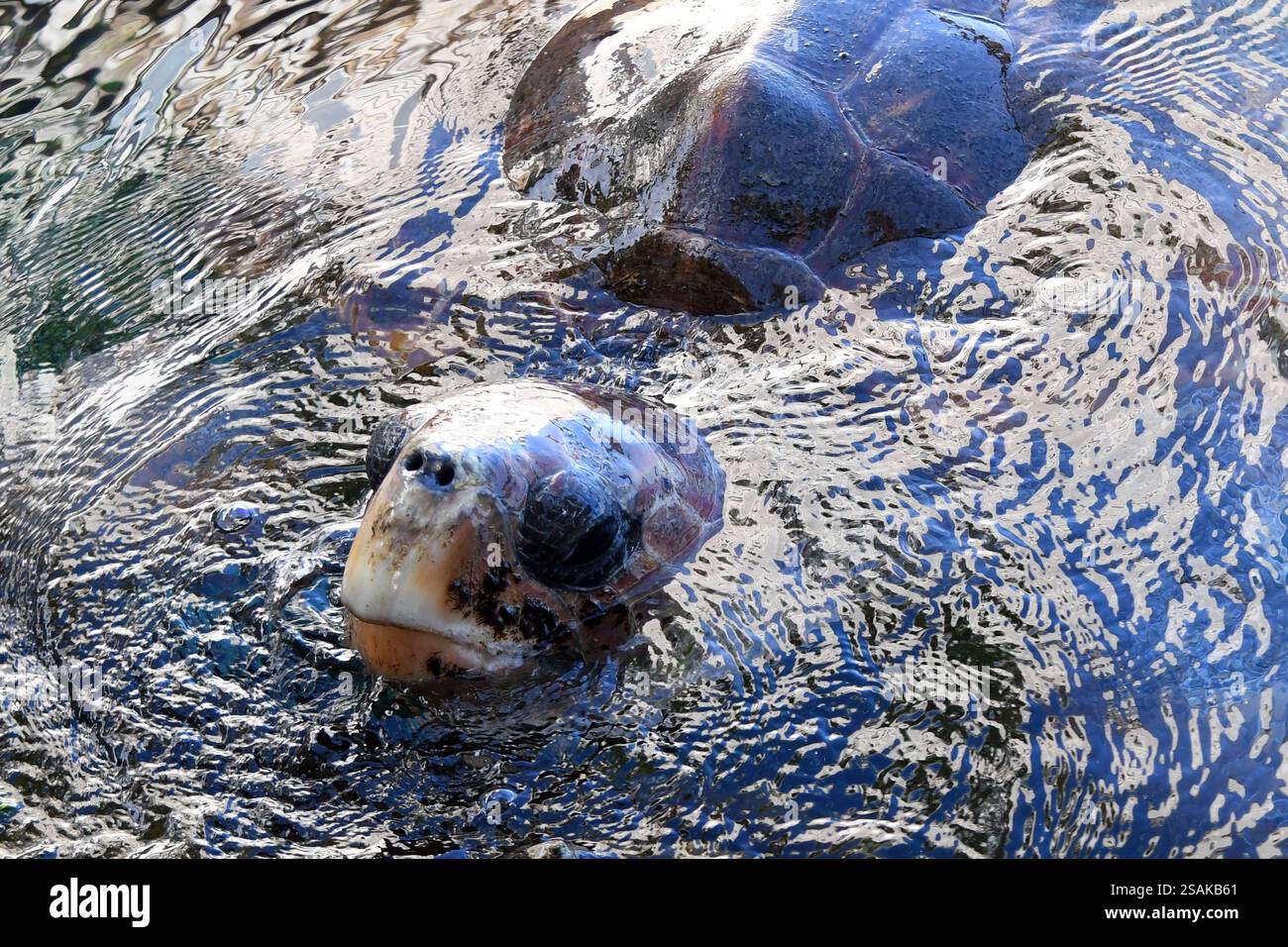 TARTARUGA MARINA CARETTA CARETTA, SEA TURTLE, Close up, Museo ...