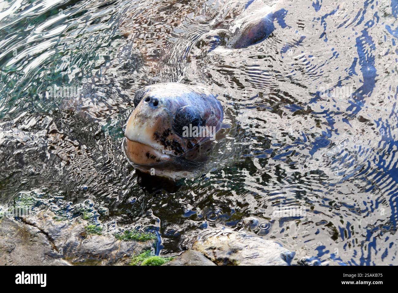 TARTARUGA MARINA CARETTA CARETTA, SEA TURTLE, Close up, Museo ...