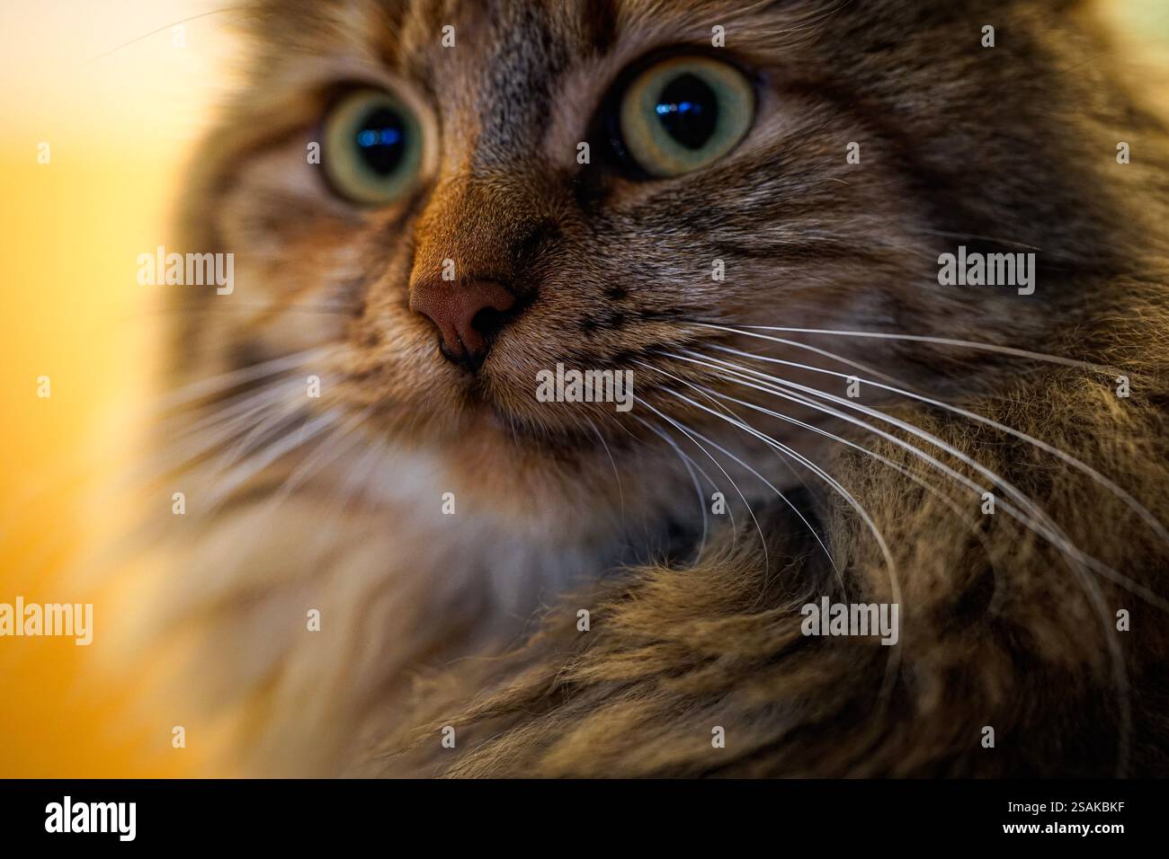 Macro Meow - Soft Fur, Sharp Eyes Stock Photo - Alamy