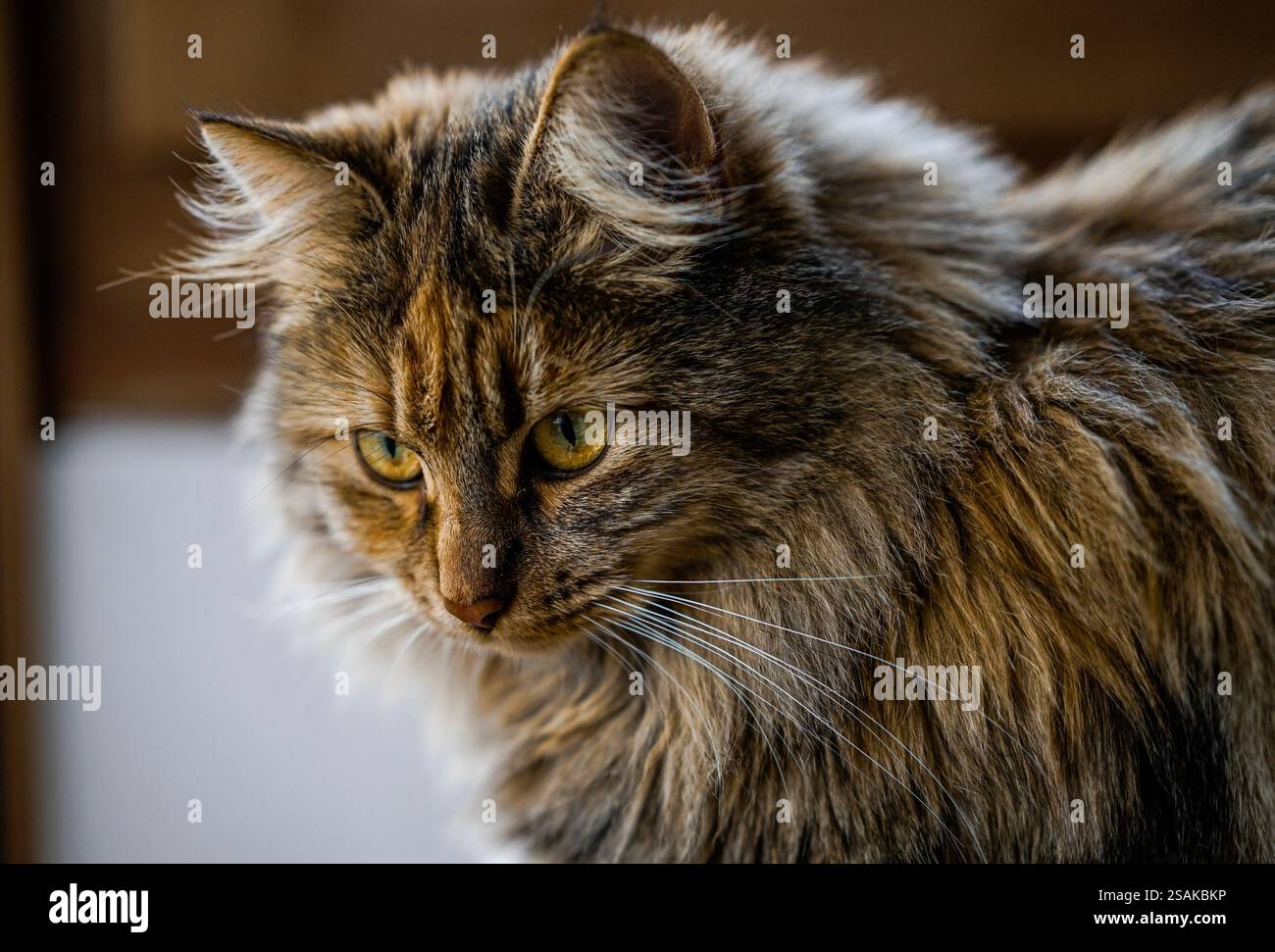 Silent Observer - The World Through a Cat’s Eye Stock Photo - Alamy