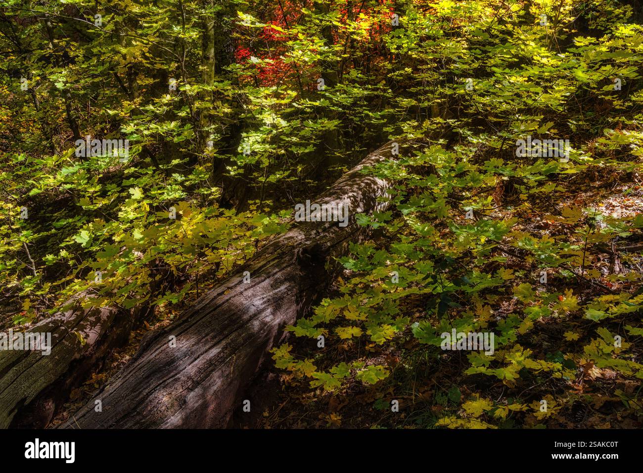 Autumn color alnong the West fork Trail in Oak Creek Canyon near Sedona ...