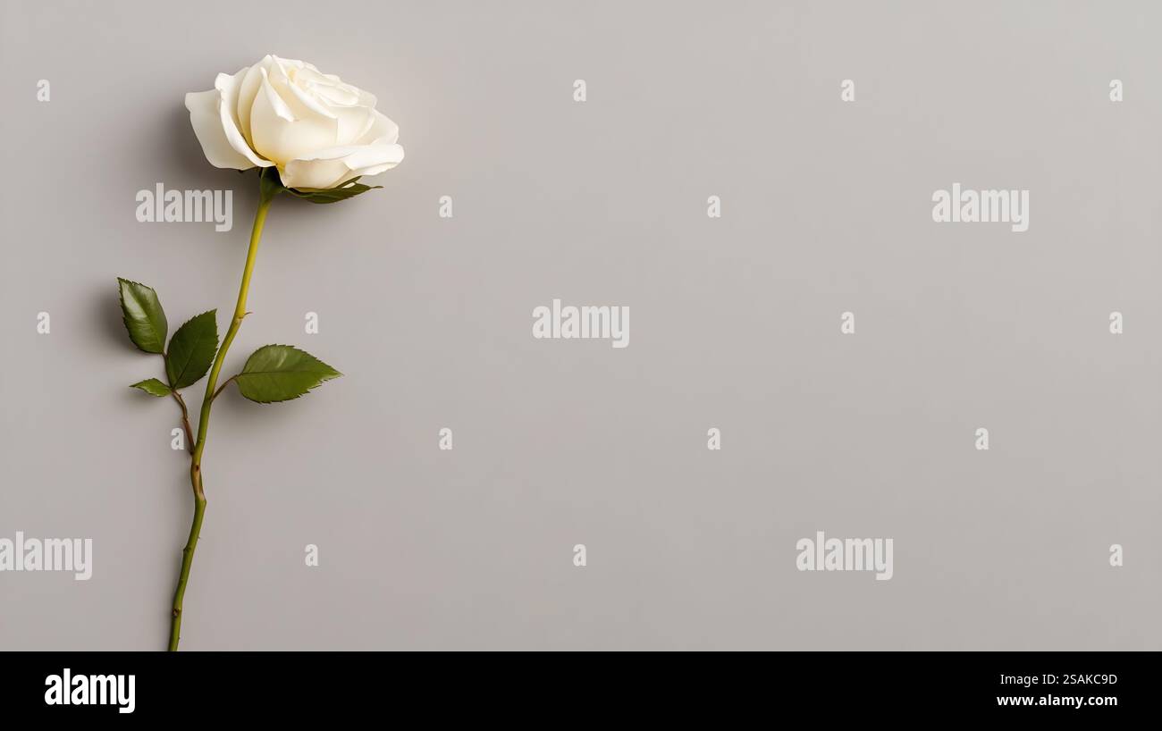 Elegant white rose with its curved stem gracefully trailing across the ...