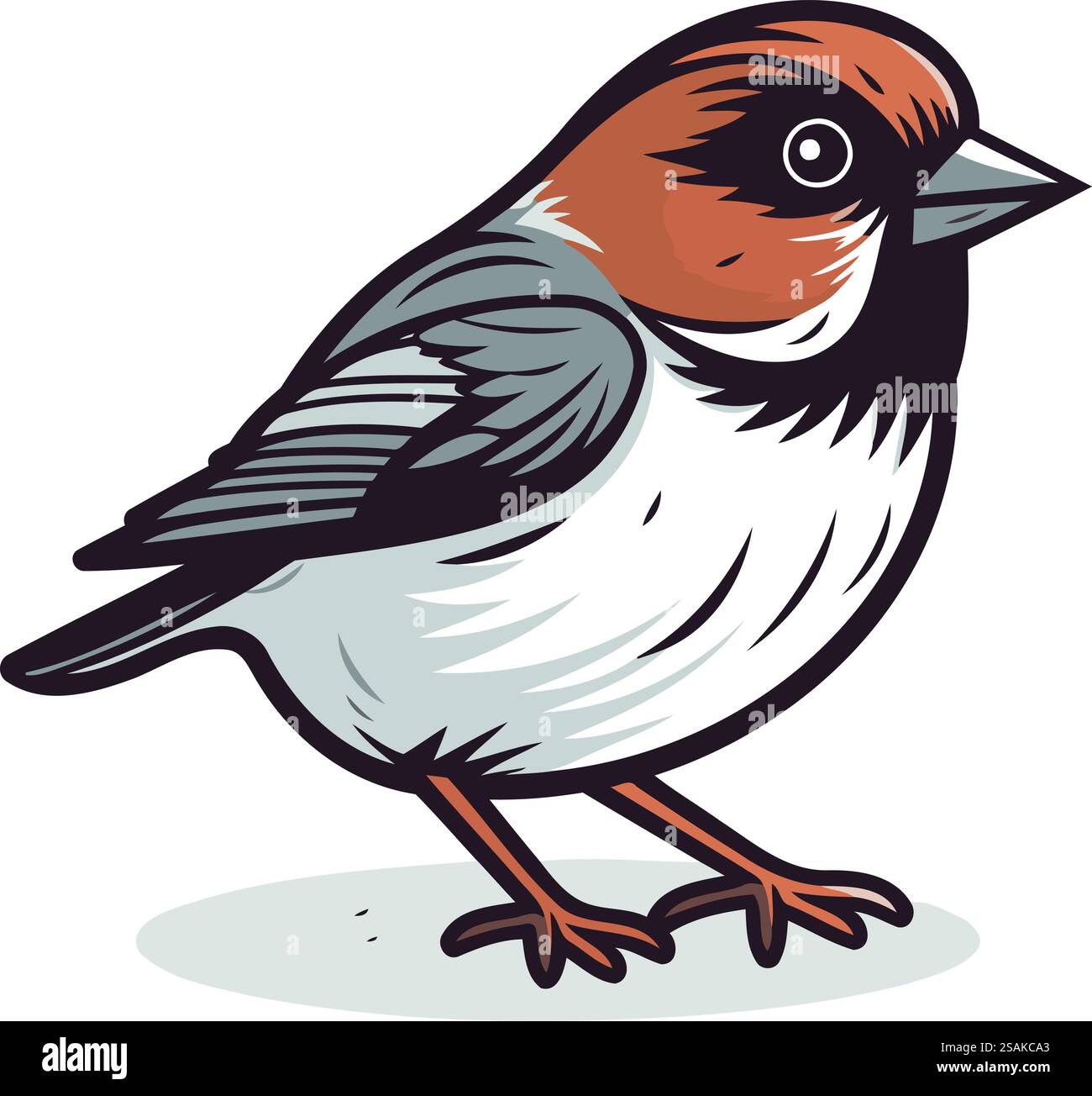 Chaffinch isolated on white background. Hand drawn vector illustration ...