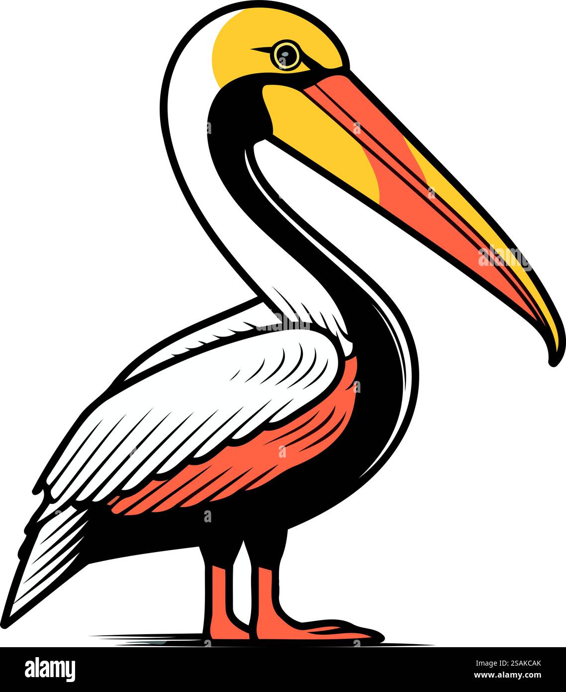 Pelican vector illustration. Isolated pelican on white background Stock ...