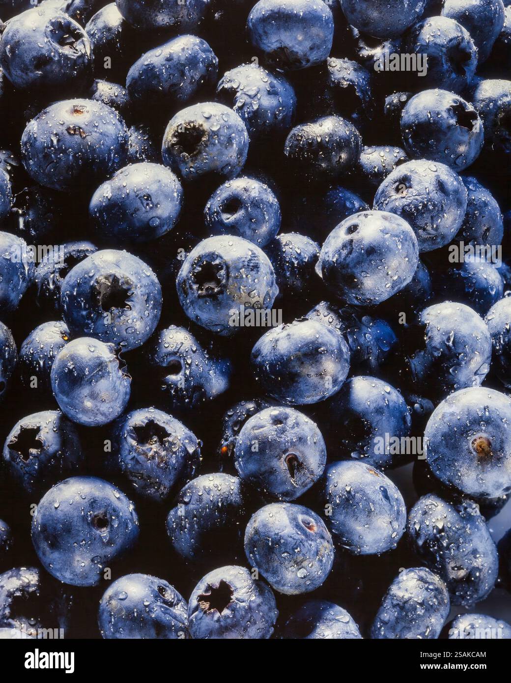 fresh blueberries just picked and ready to use with their precious load ...