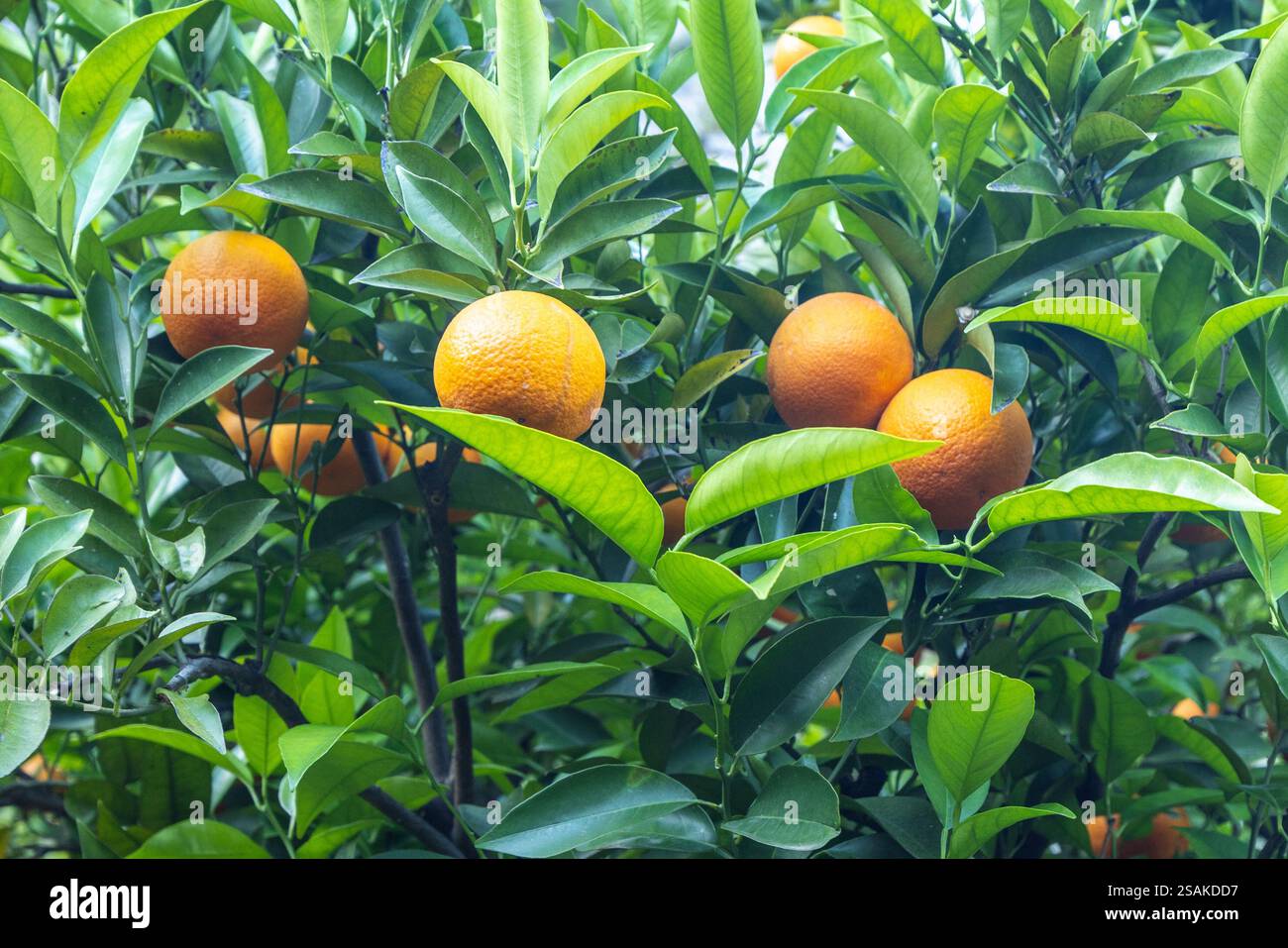 Lemones on trees in Limone Sul Garda town on shore of Lake Garda, Italy ...