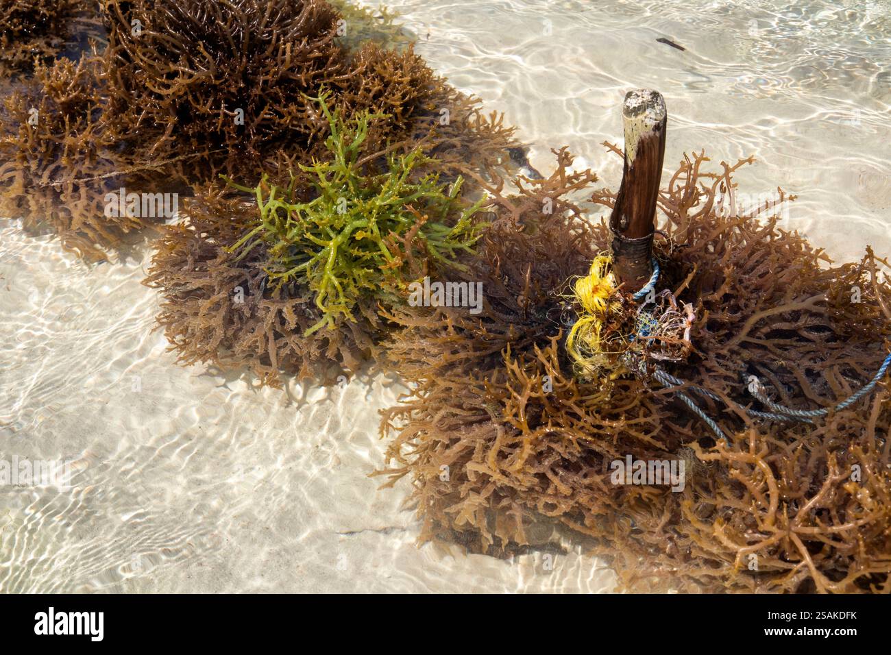 Africa Tanzania, Zanzibar, East Coast, Pongwe, farmed seaweed growing ...