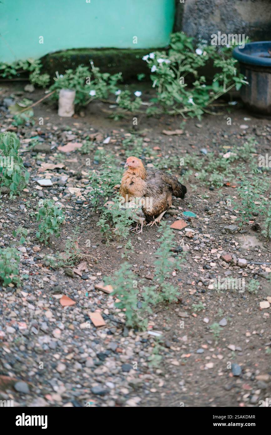 Horizontal rooster hi-res stock photography and images - Alamy