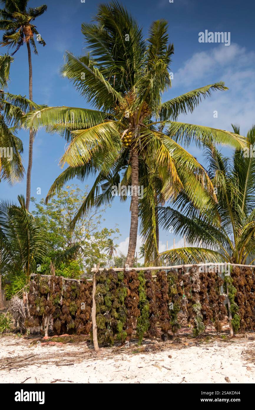 Africa Tanzania, Zanzibar, East Coast, Pongwe, farmed seaweed crop ...