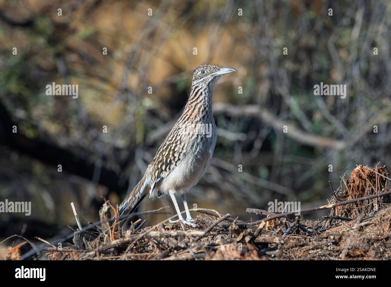 A female roadrunner in the Sonoran Desert near Phonix, Arizona Stock ...