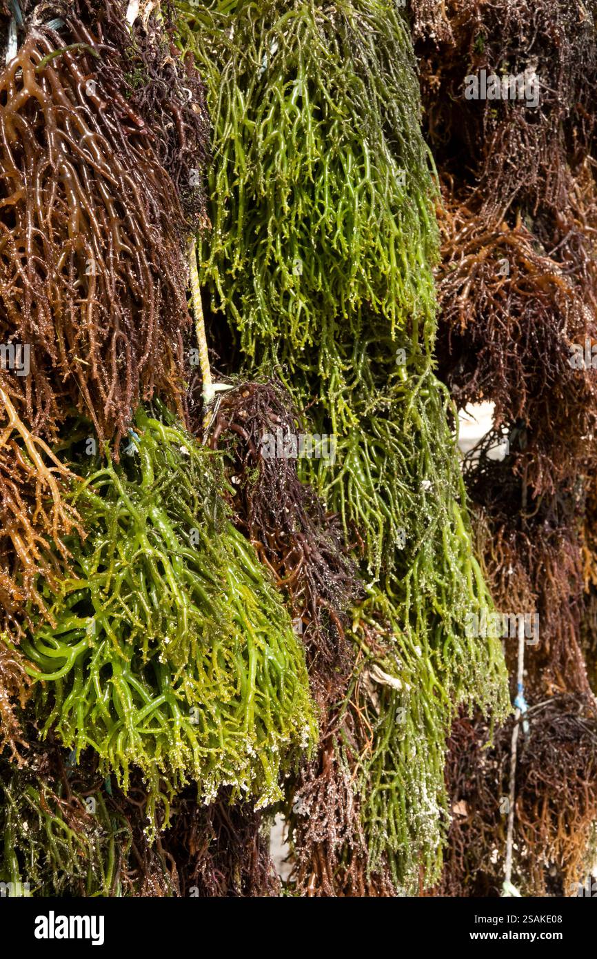 Africa Tanzania, Zanzibar, East Coast, Pongwe, farmed seaweed crop ...
