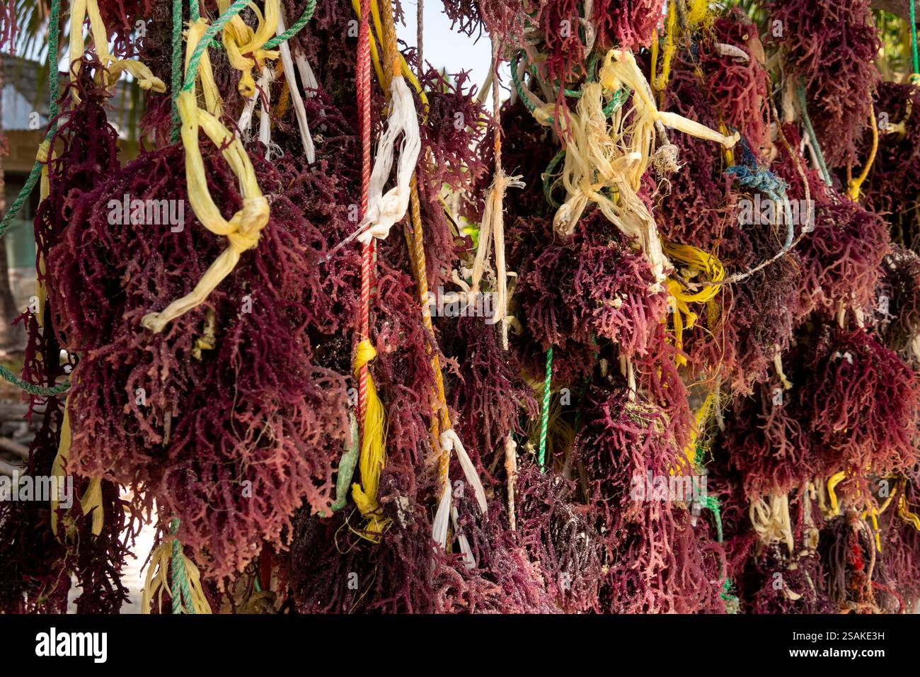 Africa Tanzania, Zanzibar, East Coast, Pongwe, farmed seaweed crop tied ...