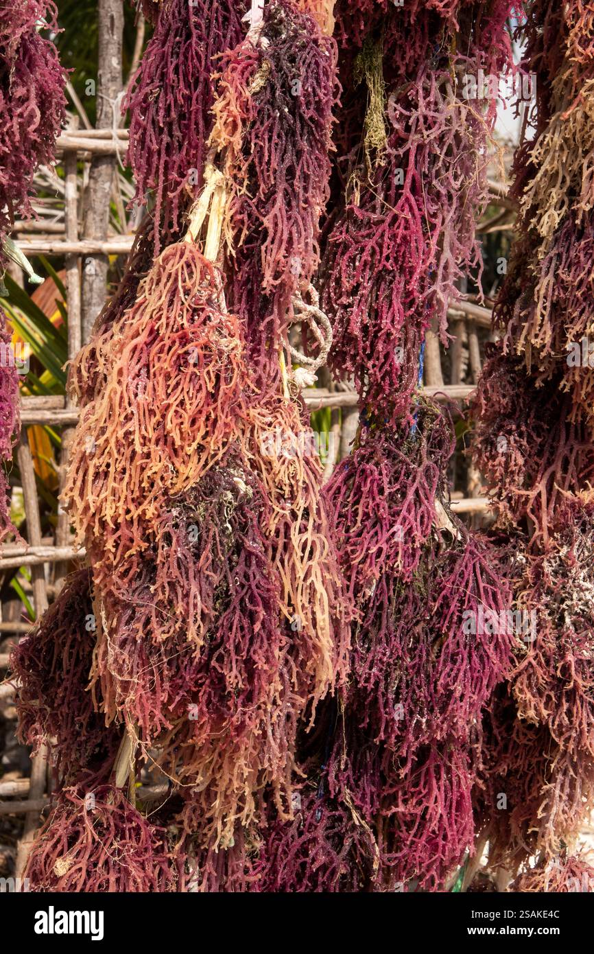 Africa Tanzania, Zanzibar, East Coast, Pongwe, farmed seaweed crop ...