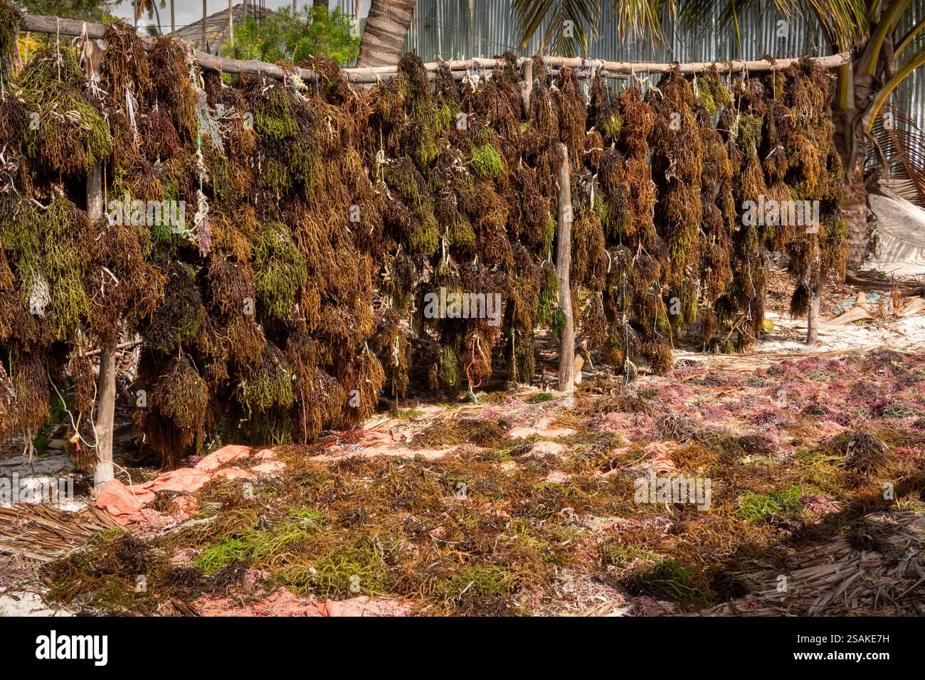 Africa Tanzania, Zanzibar, East Coast, Pongwe, farmed seaweed crop ...