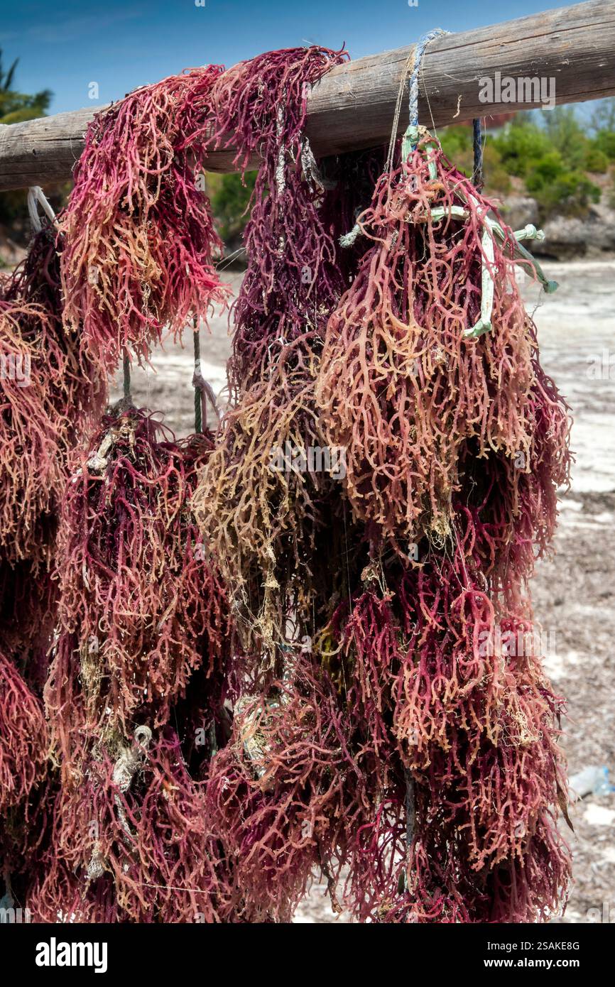 Africa Tanzania, Zanzibar, East Coast, Pongwe, farmed seaweed crop ...