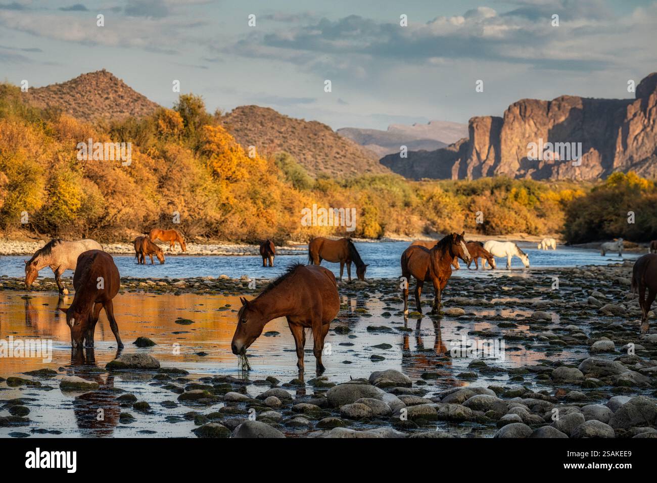 Arizona desert wild brown stallion hi-res stock photography and images ...