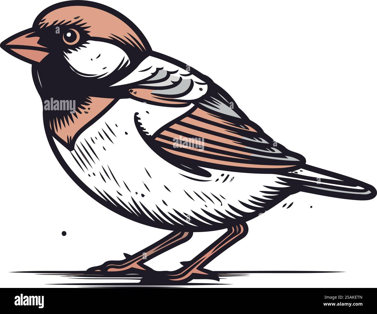 Sparrow vector illustration. Hand drawn sparrow isolated on white ...