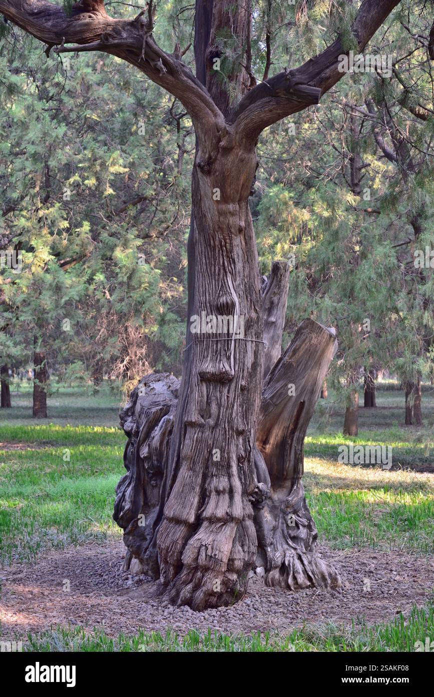 Old Cypress tree in the Temple of Heaven park in Beijing, capital of ...