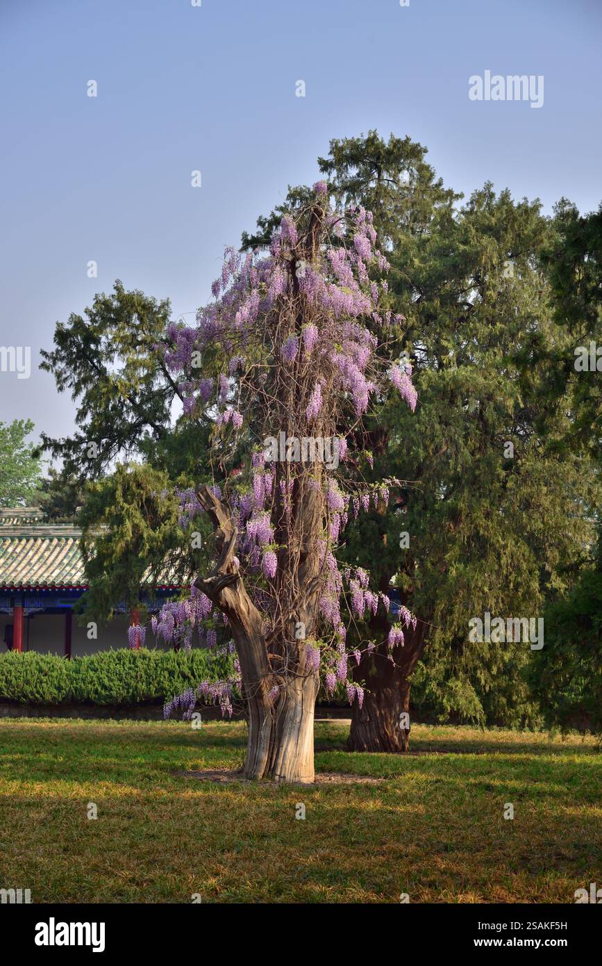Old Cypress tree in the Temple of Heaven park in Beijing, capital of ...