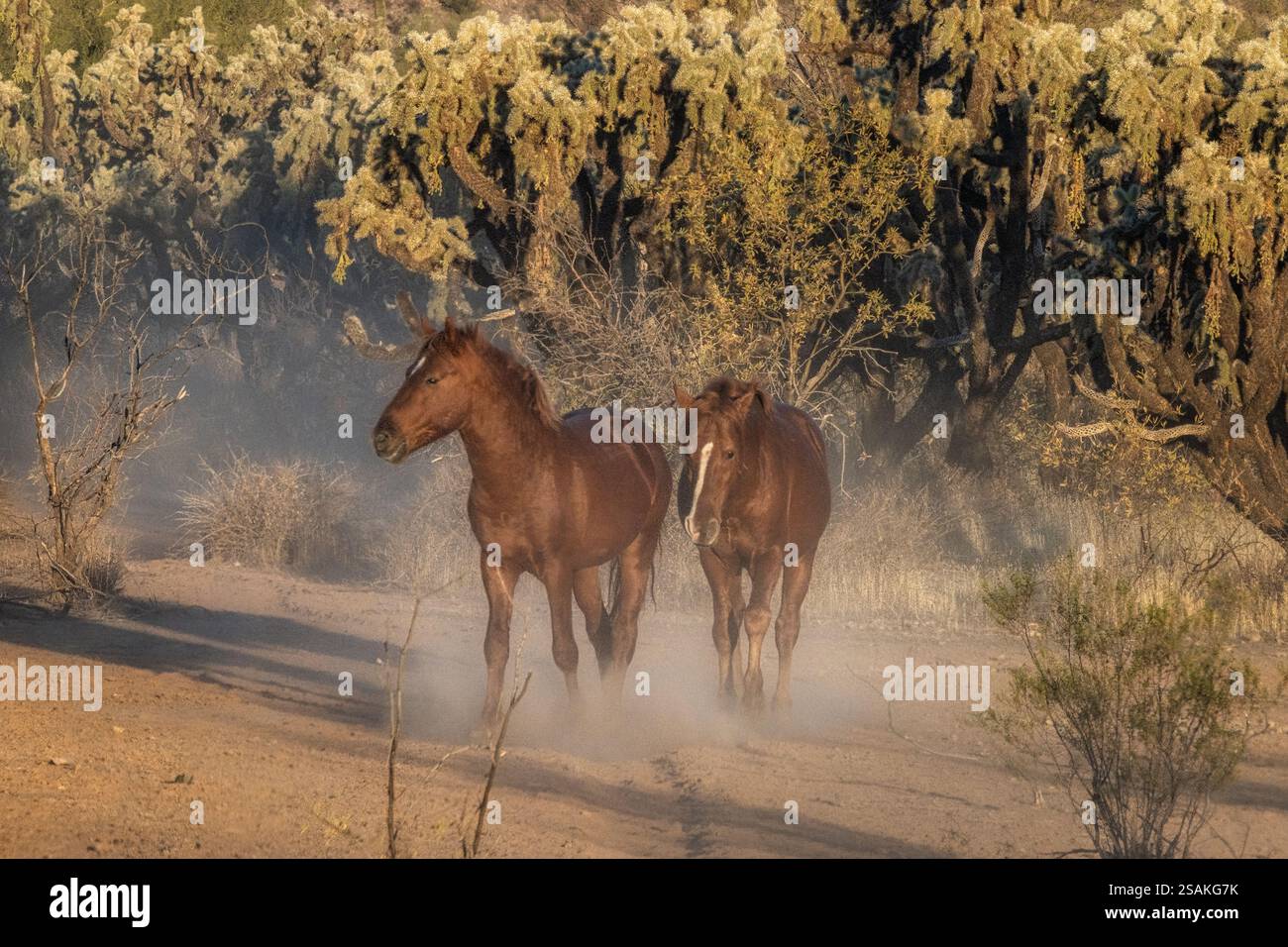 Salt River wild horses in the Sonoran Desert near Phoenix, Arizona ...