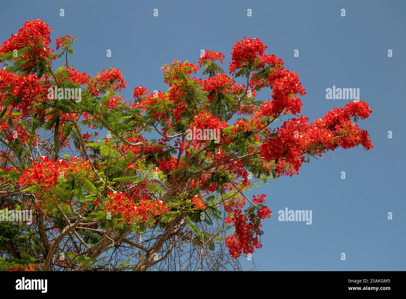 Africa Tanzania, Zanzibar, East Coast, Uroa, Flame Tree, Brachychiton ...
