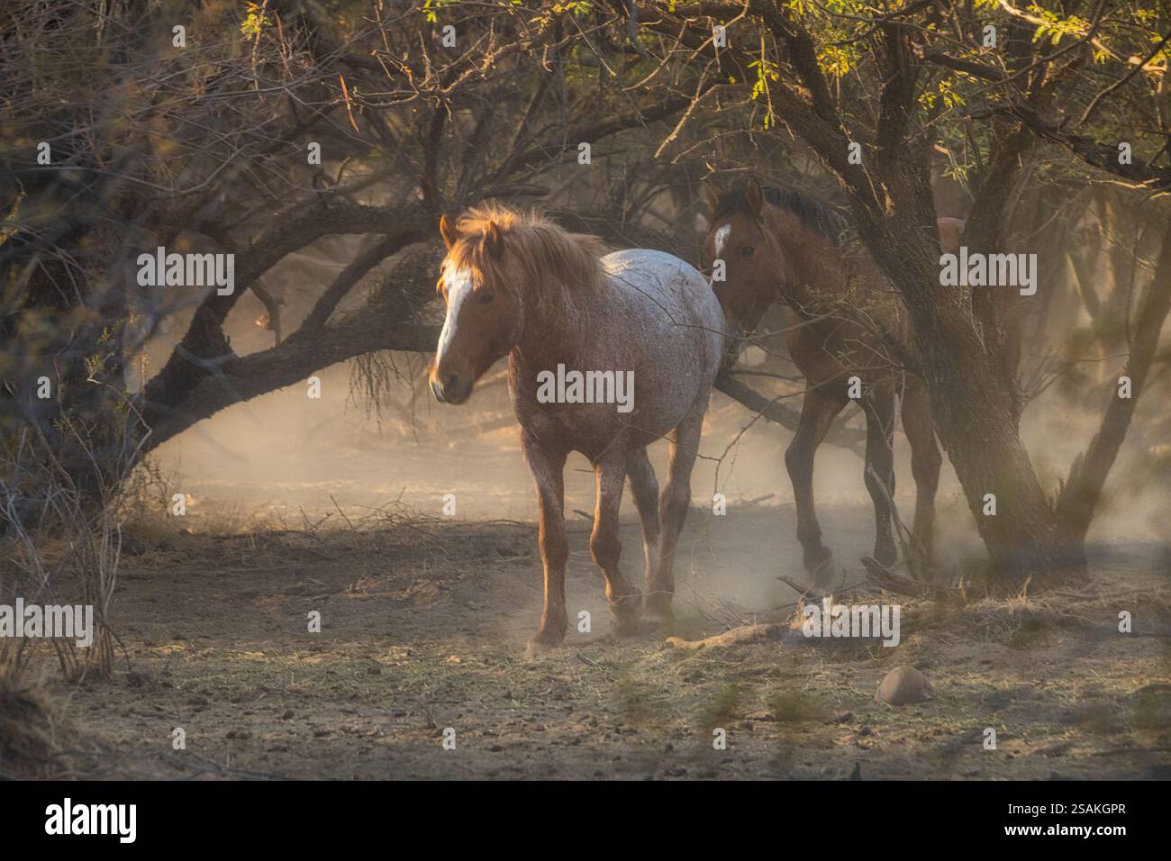 Salt River wild horses in the Sonoran Desert near Phoenix, Arizona ...