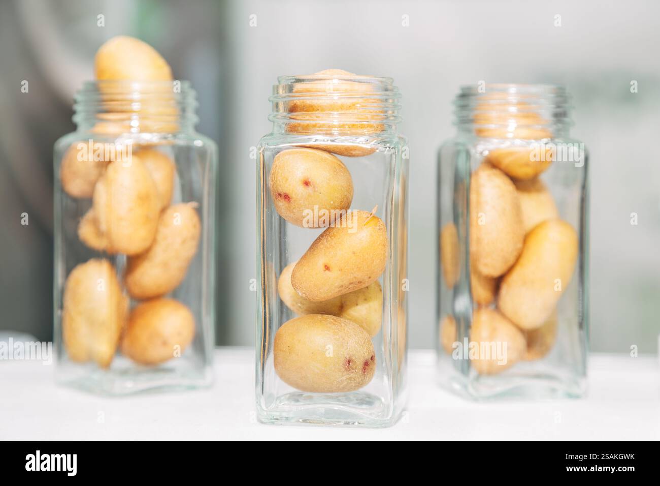 in vitro collection of transgenic potato plant and original varieties ...