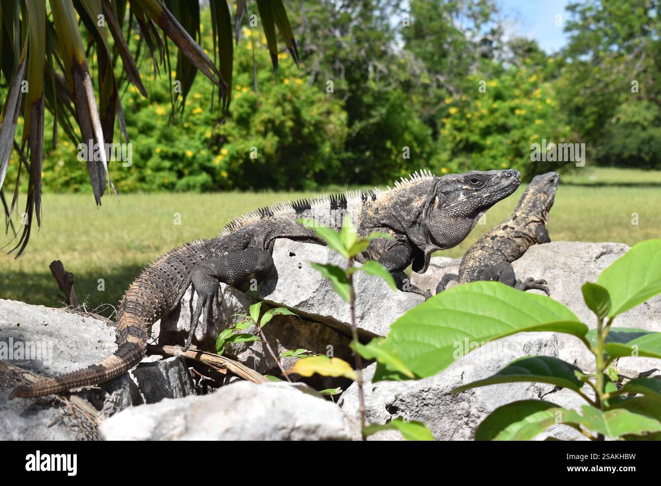 Mexico tropic of cancer hi-res stock photography and images - Alamy