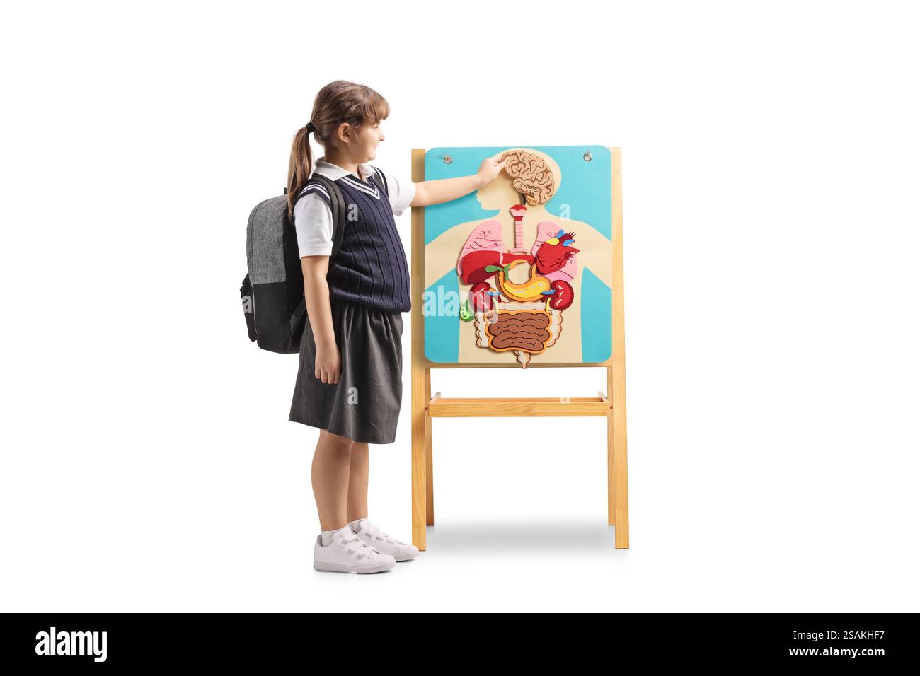 Schoolgirl studying a board with human body and organs isolated on ...