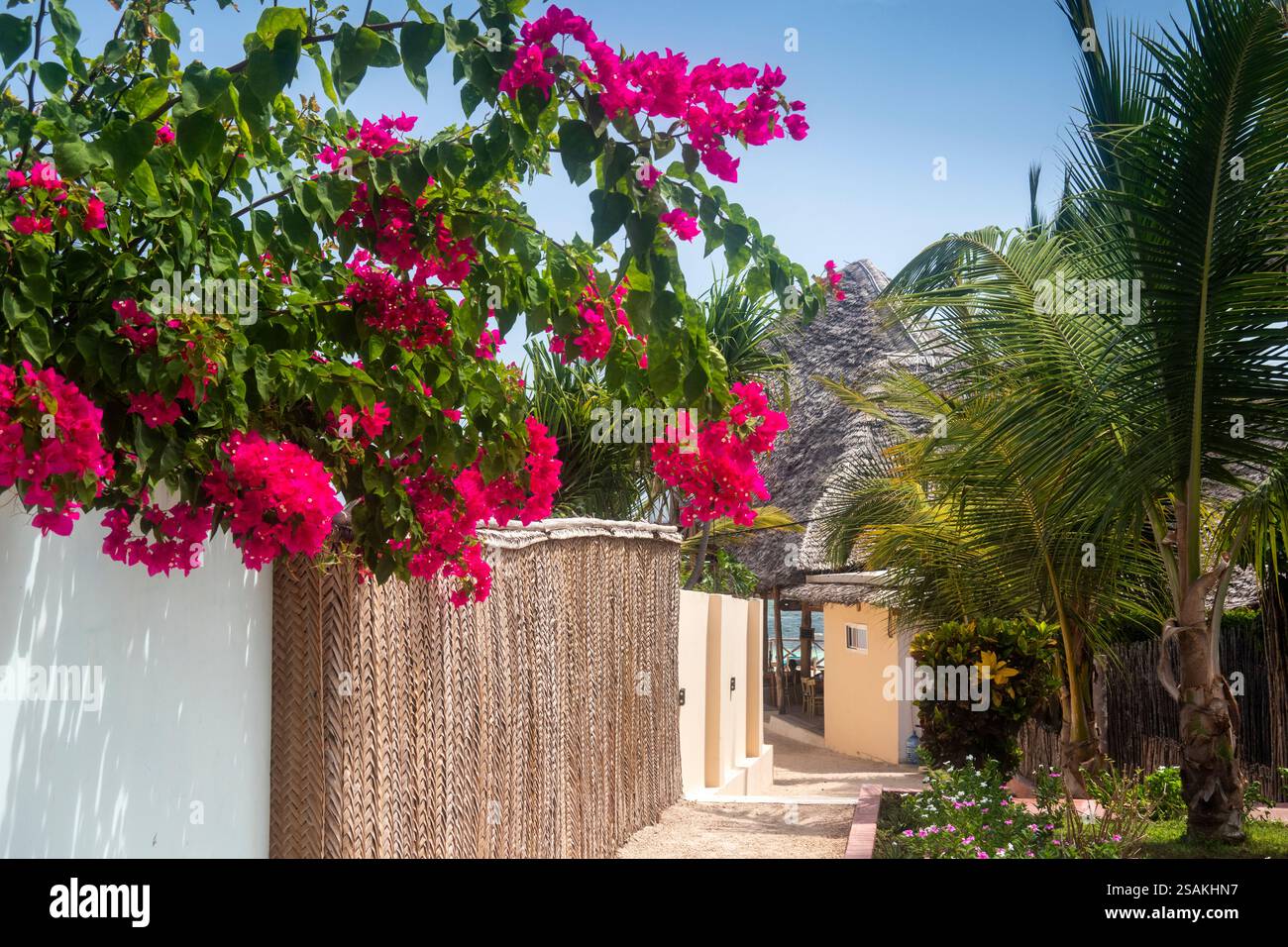 Africa Tanzania, Zanzibar, East Coast, Pingwe, The Wishing Tree Italian ...
