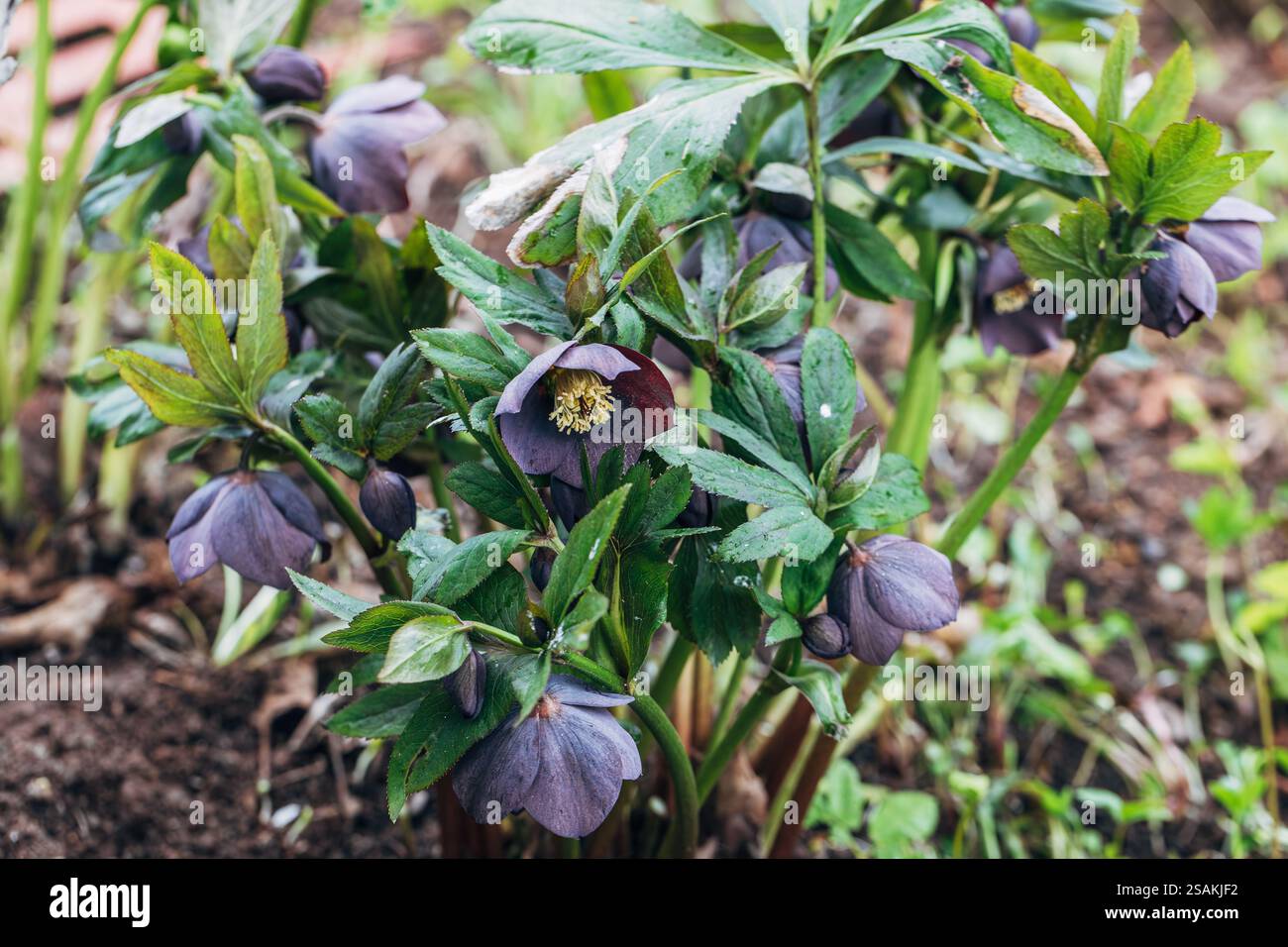 Helleborus orientalis Pretty Ellen Purple blooms in spring Stock Photo ...