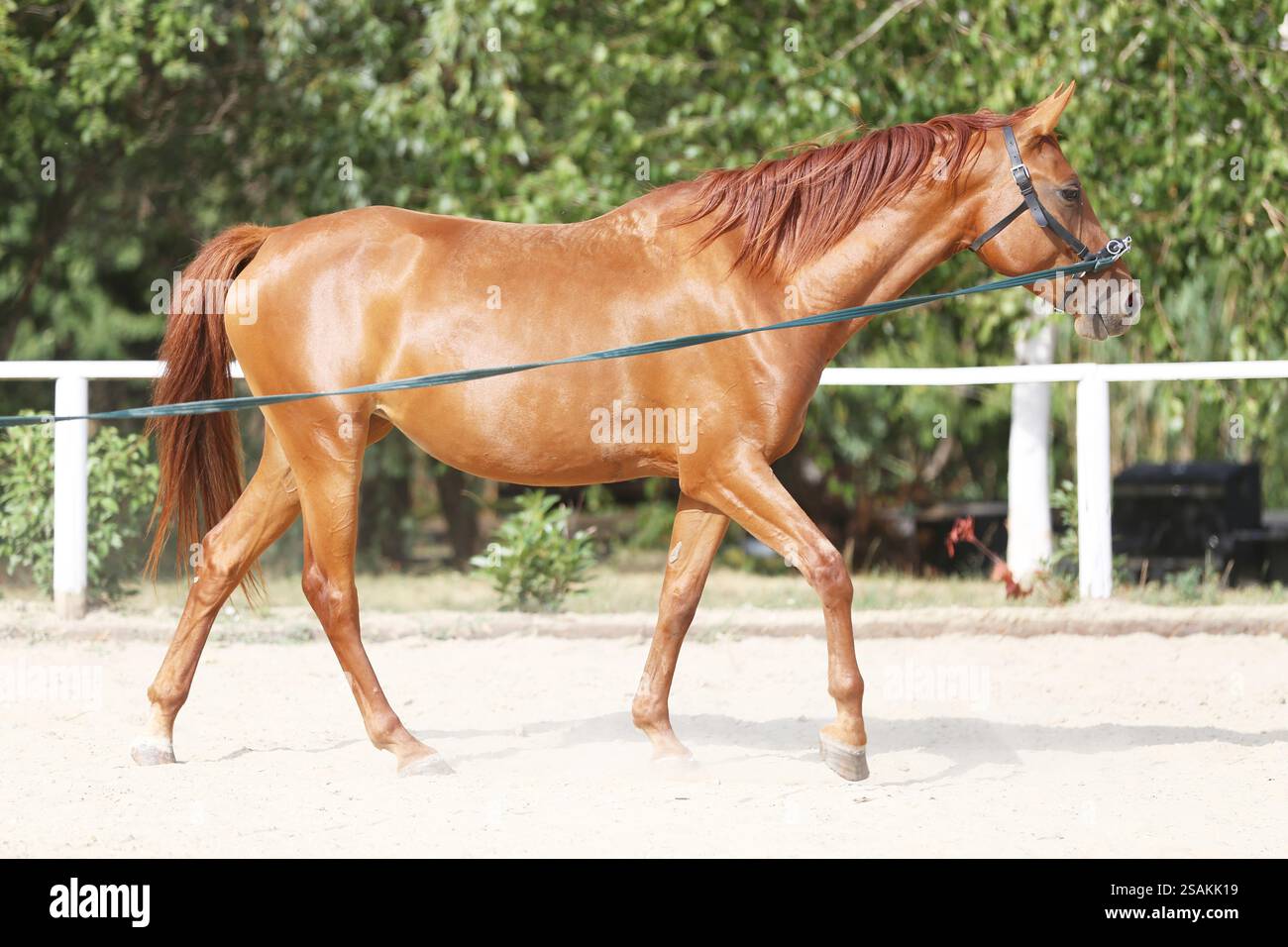 Longeing cavesson hi-res stock photography and images - Alamy