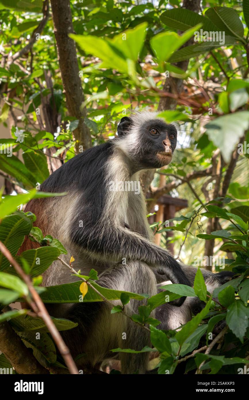 Visit the colobus monkeys hi-res stock photography and images - Alamy