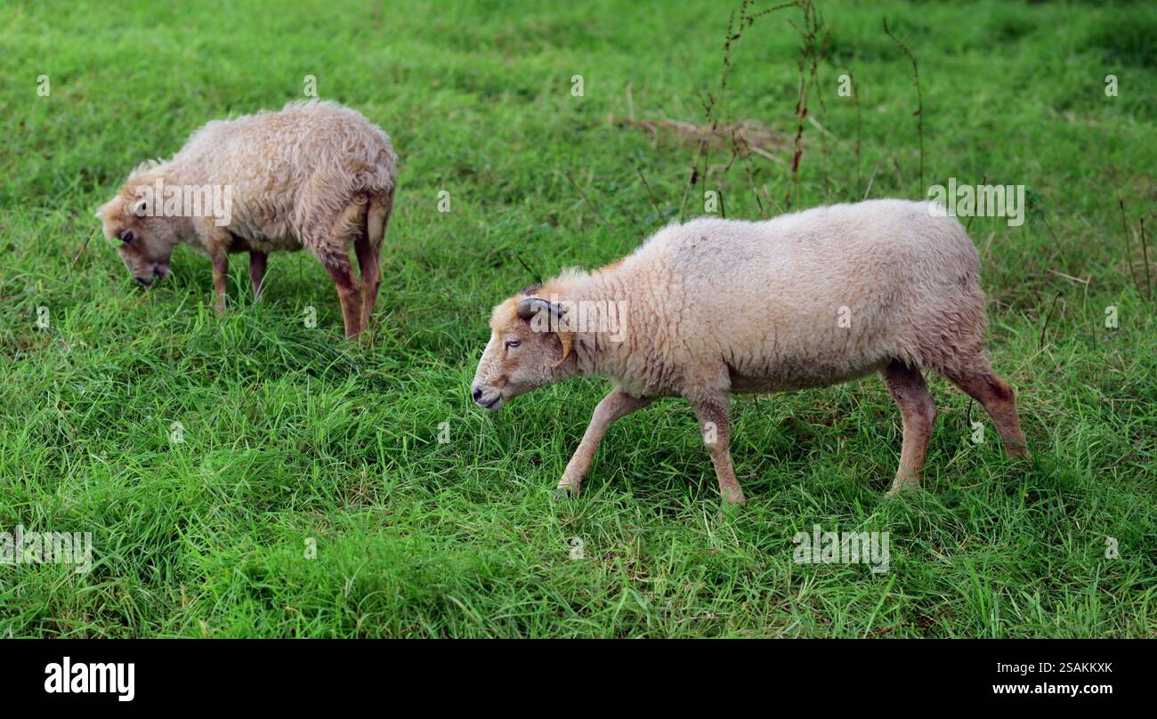 Ouessant sheep at Paignton zoo, south Devon Stock Photo - Alamy