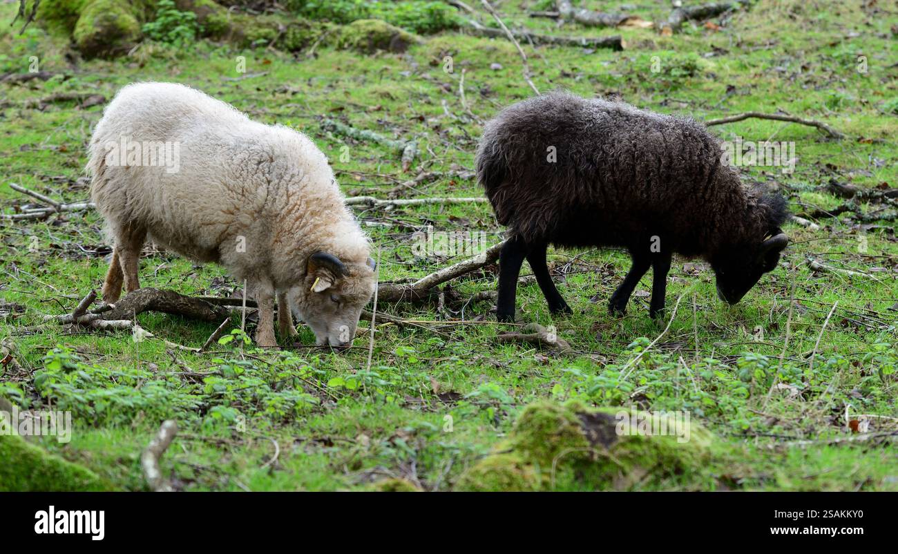 Ouessant sheep at Paignton zoo, south Devon Stock Photo - Alamy