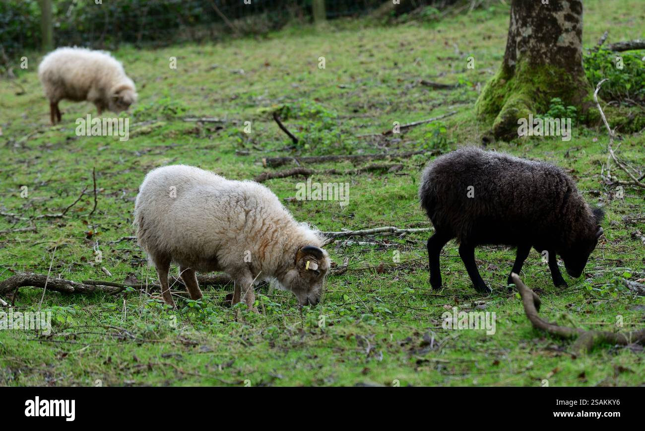 Ouessant sheep at Paignton zoo, south Devon Stock Photo - Alamy