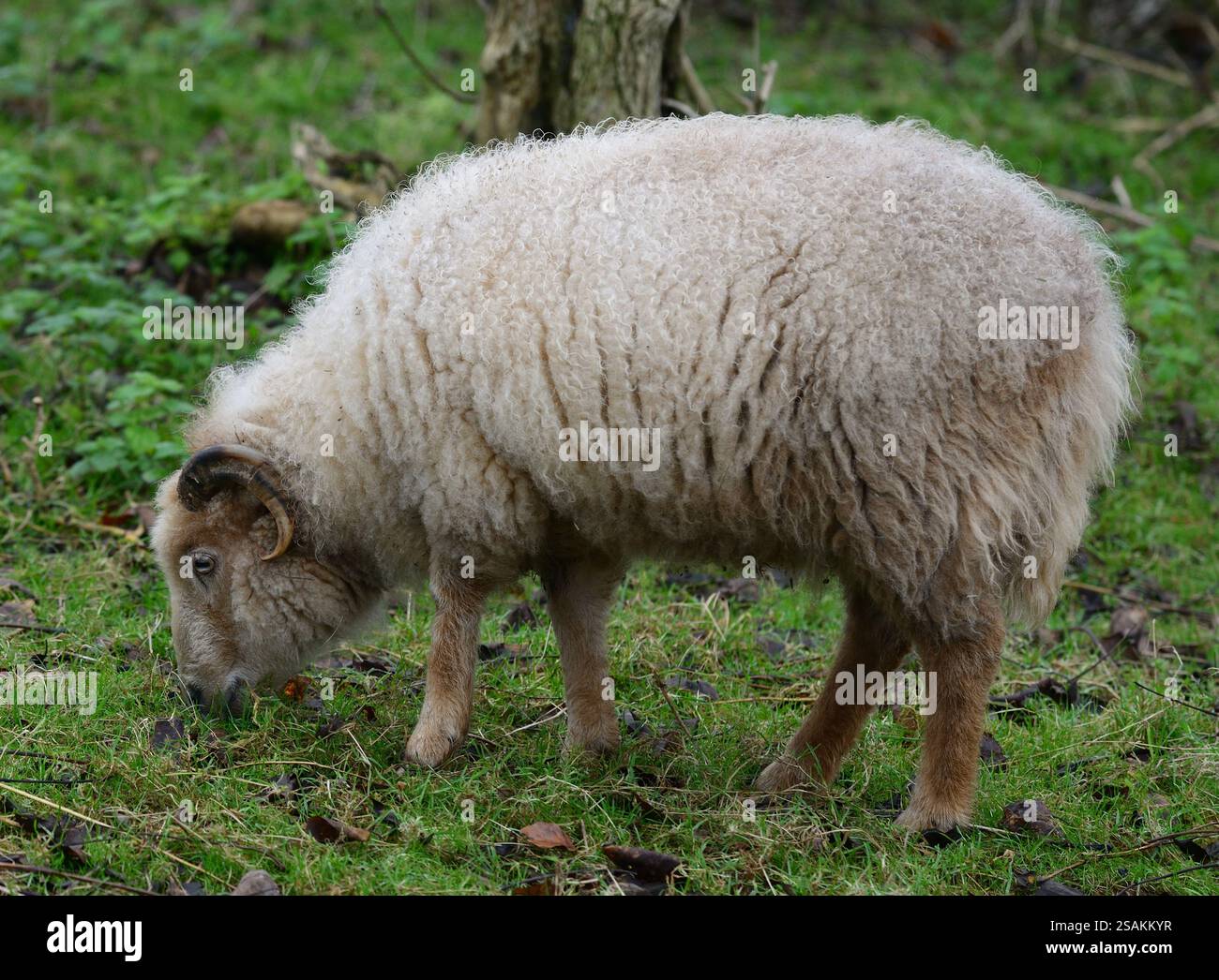 Ouessant sheep at Paignton zoo, south Devon Stock Photo - Alamy