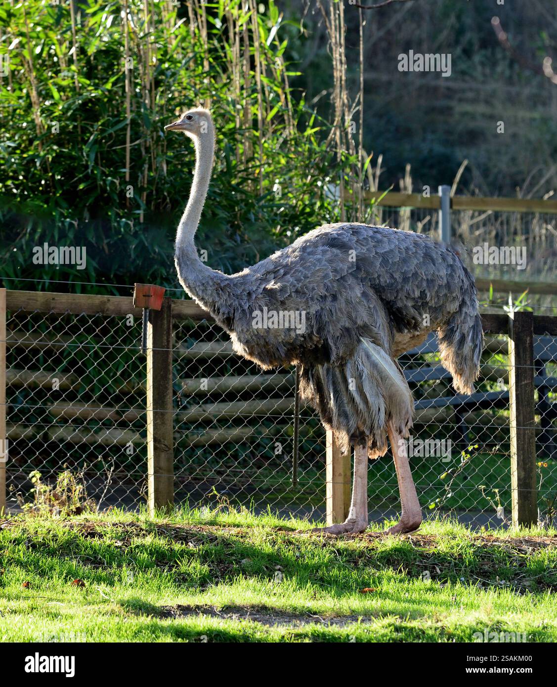 A female red-necked ostrich at Paignton zoo, south Devon Stock Photo ...