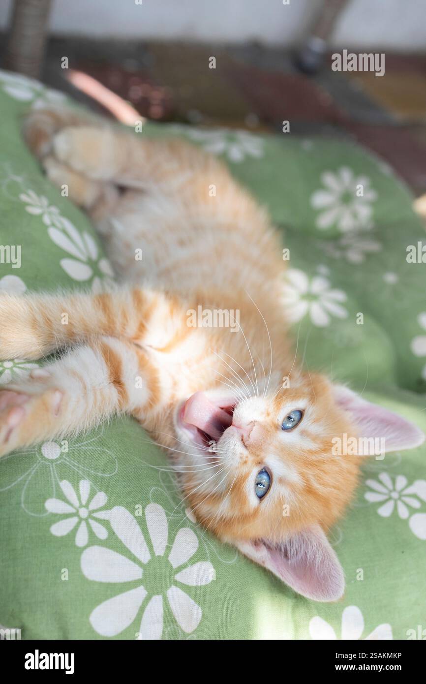 red funny blue-eyed kitten lies on a pillow with the emotion of ...