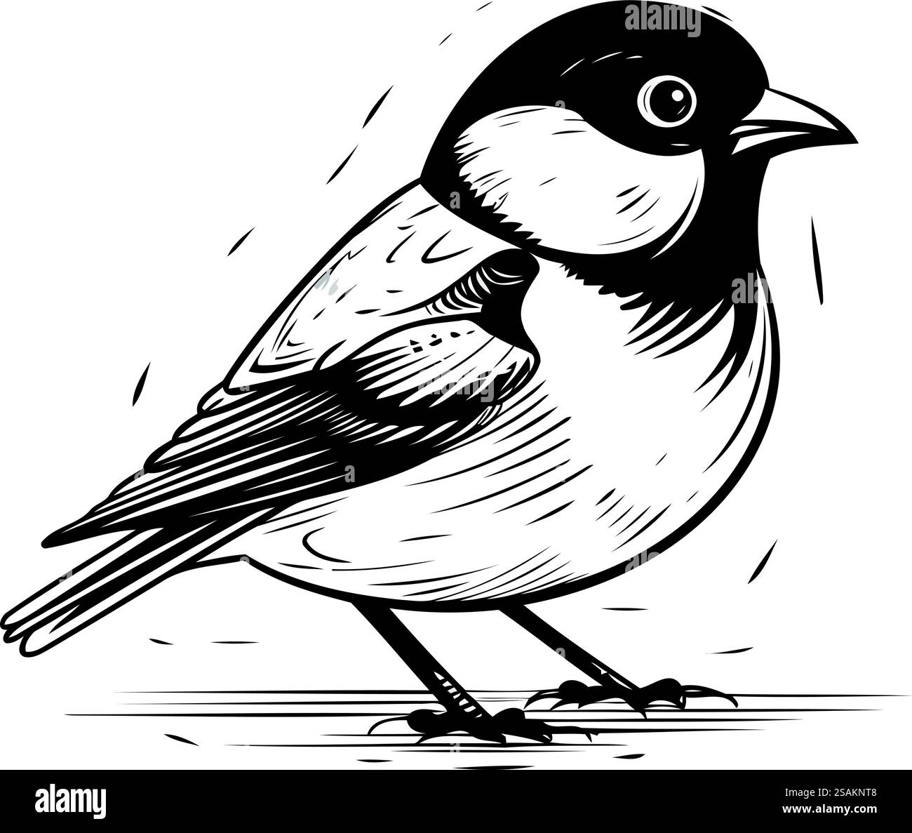 Bullfinch bird. Black and white vector illustration isolated on white ...