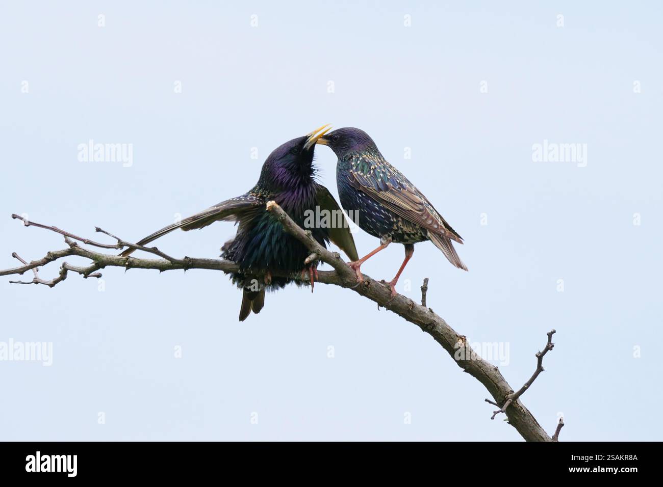 Common starlings mating (Sturnus vulgaris). Male and female birds ...