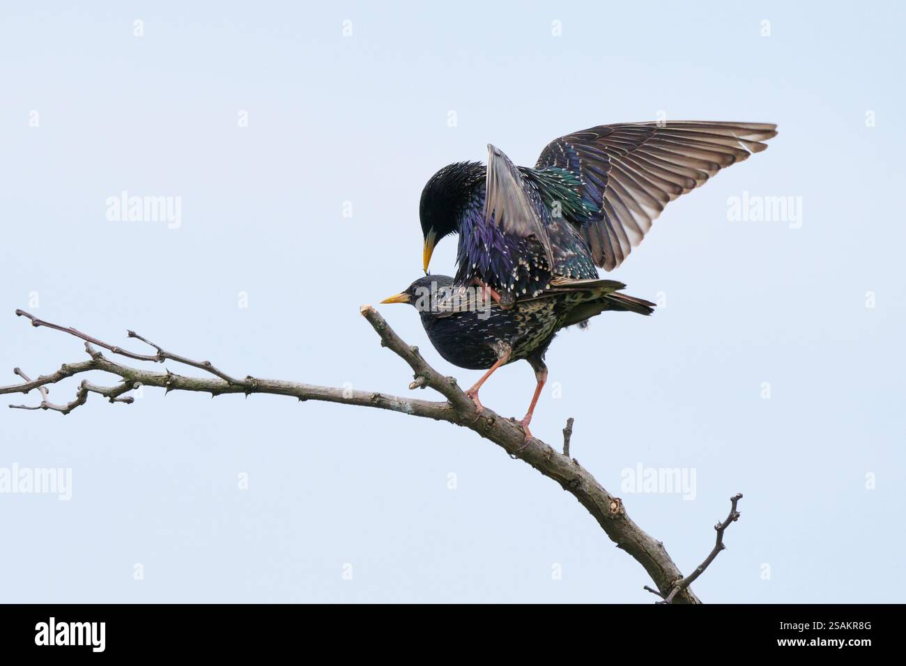 Common starlings mating (Sturnus vulgaris). Male and female birds ...
