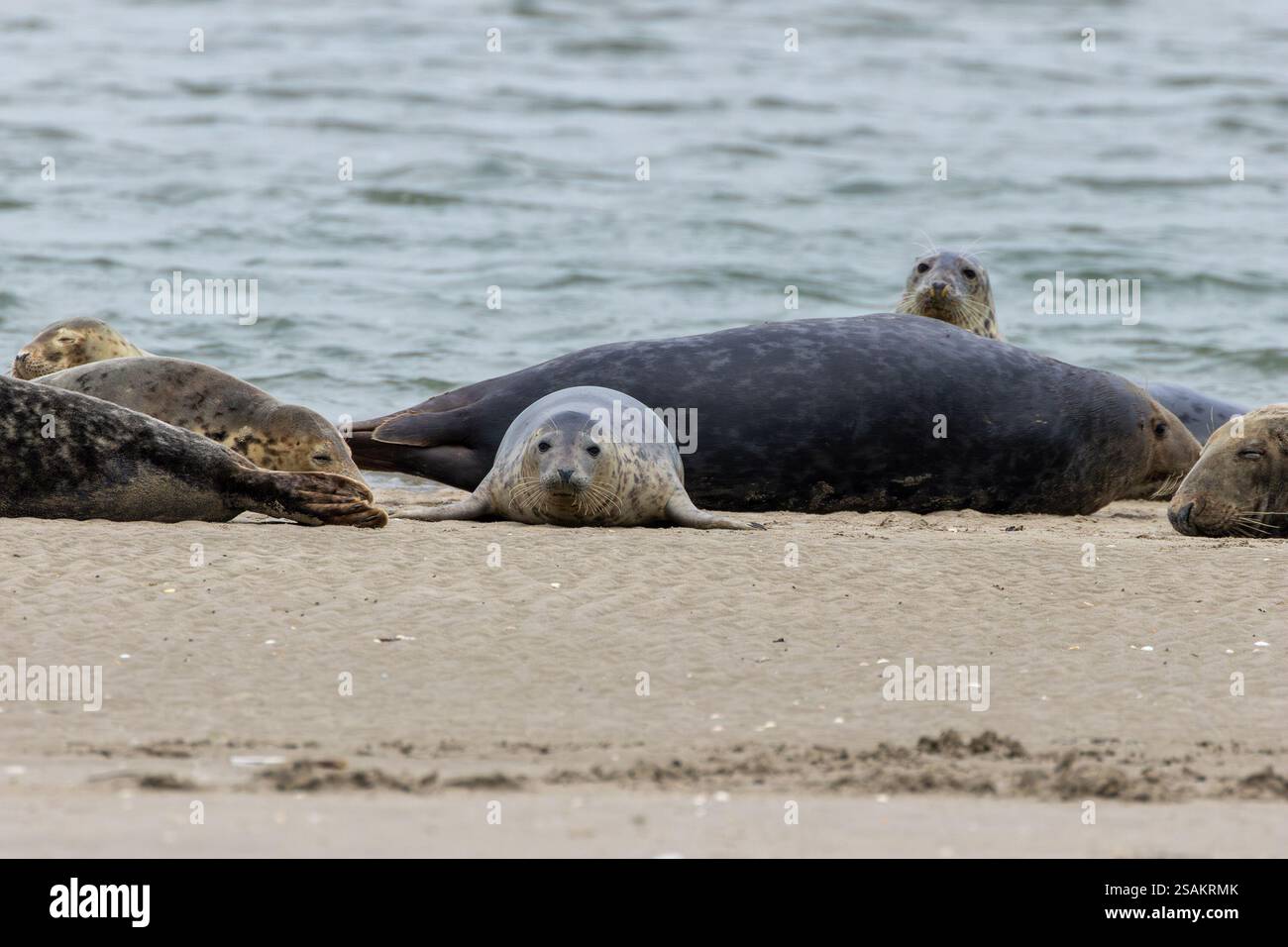 The Common Seal (Phoca vitulina) feeds on fish and crustaceans. This ...