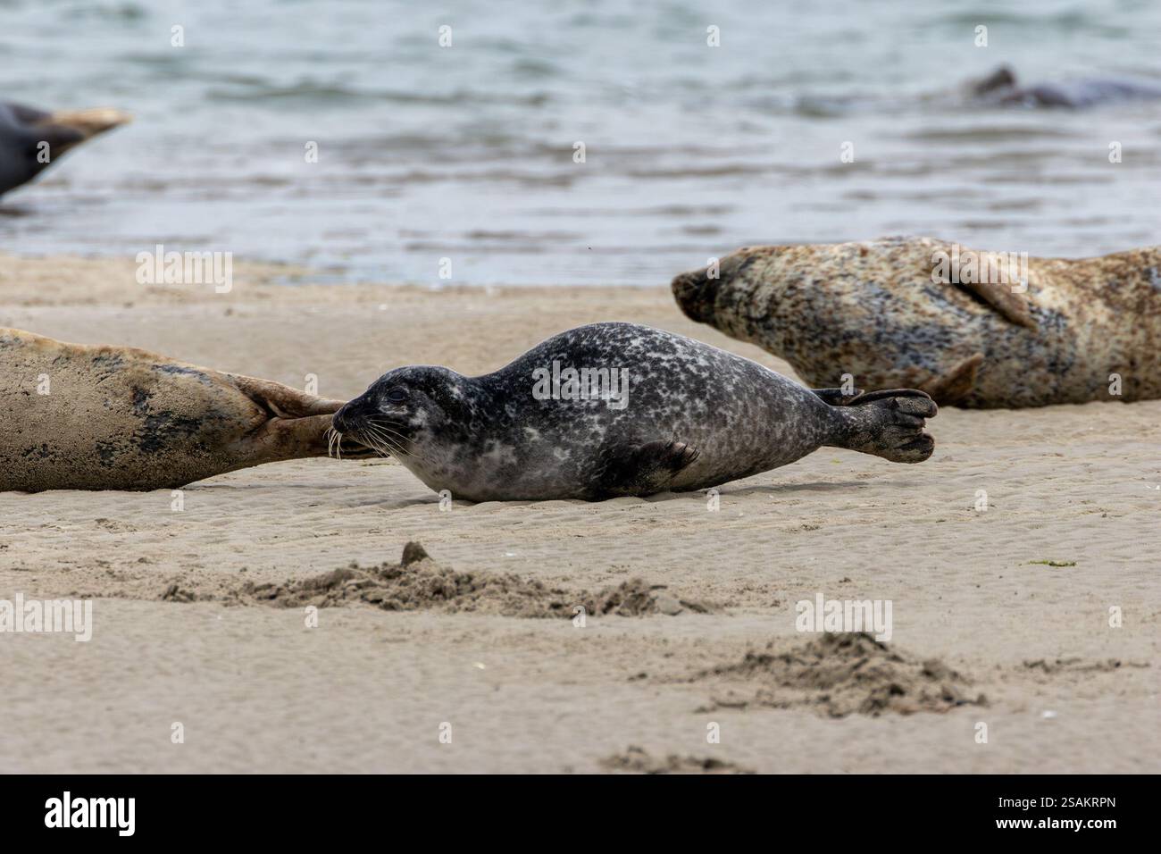 The Common Seal (Phoca vitulina) feeds on fish and crustaceans. This ...