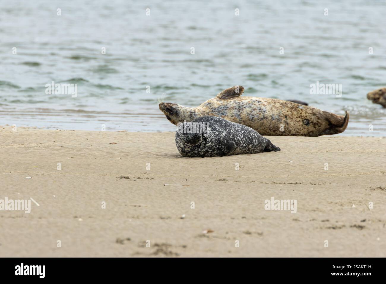 The Common Seal (Phoca vitulina) feeds on fish and crustaceans. This ...