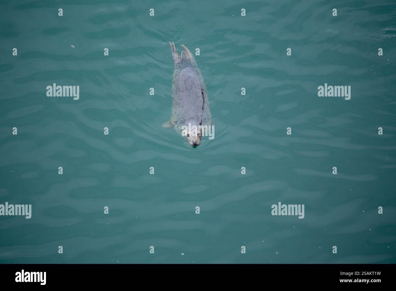 The Common Seal (Phoca vitulina) feeds on fish and crustaceans. This ...